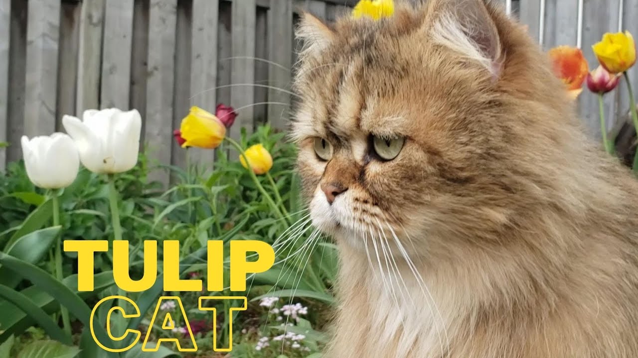 backyard tulips cat 뒷마당 튤립꽃 고양이들 #튤립 #Tulips #catvideo - YouTube