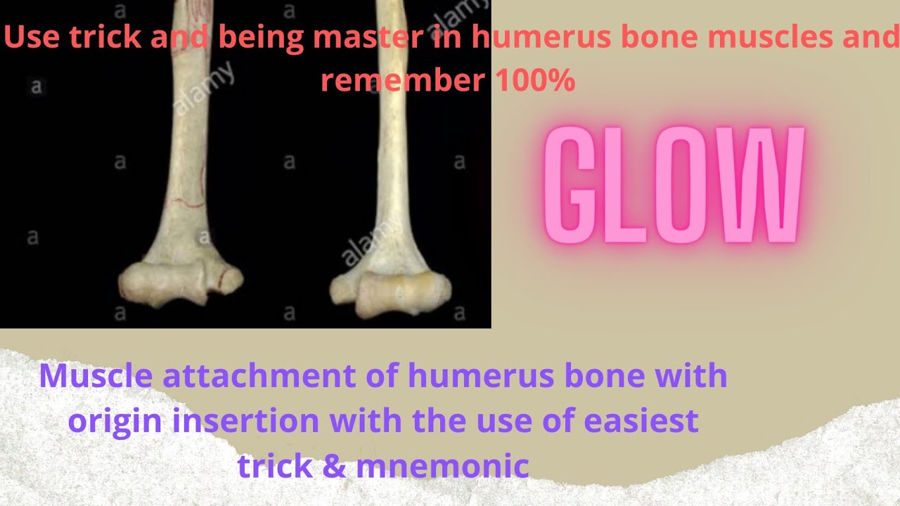Humerus bone muscle attachment with origin insertion# muscles of ...
