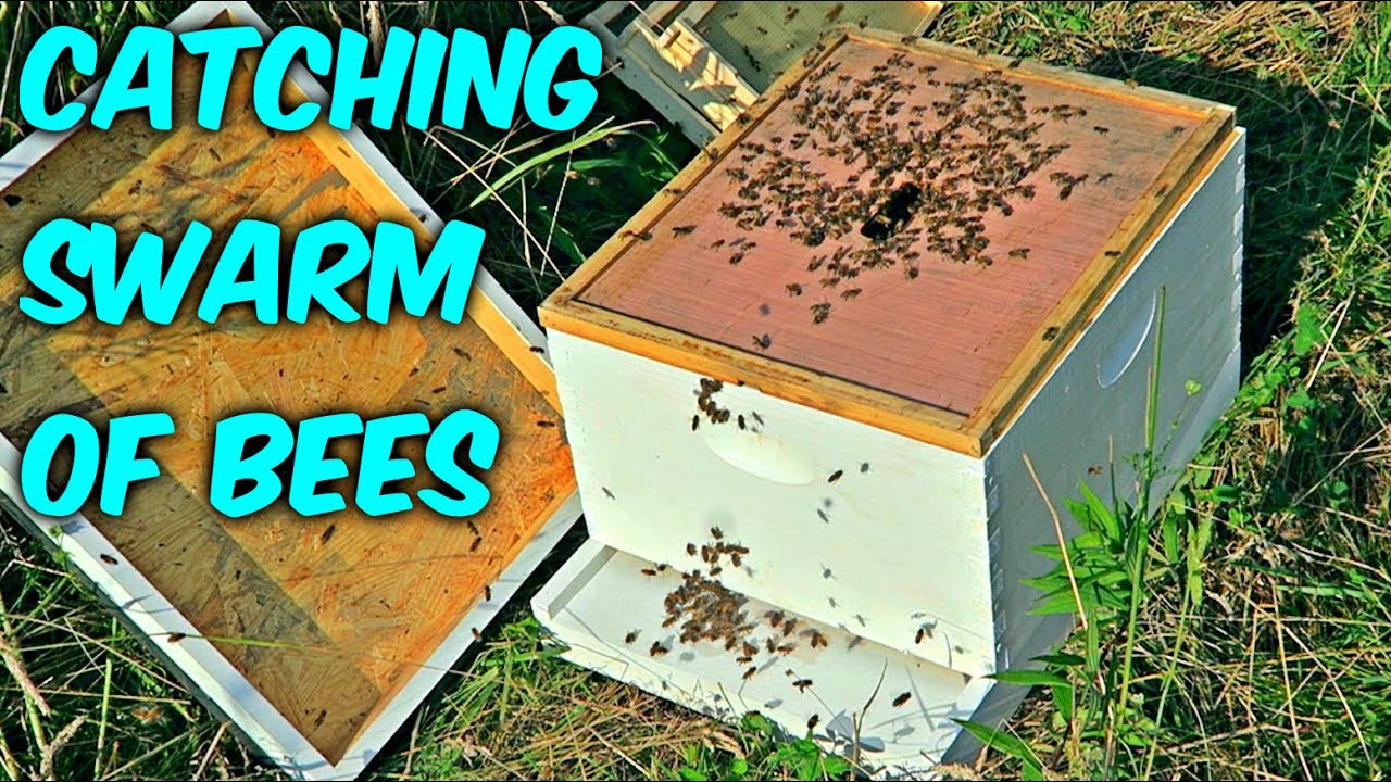 How to Catch a Swarm of Bees? - YouTube