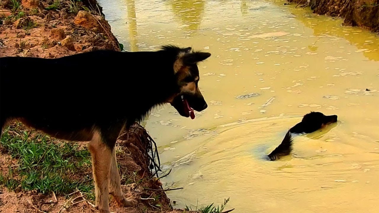 Wow very good boy ker ker teach chear to Swimming Love cute Action ...