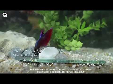 Fi ha original video