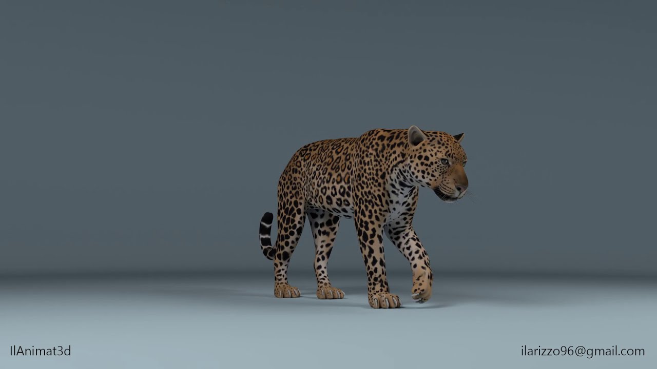 Leopard Walk_3D Animation - YouTube