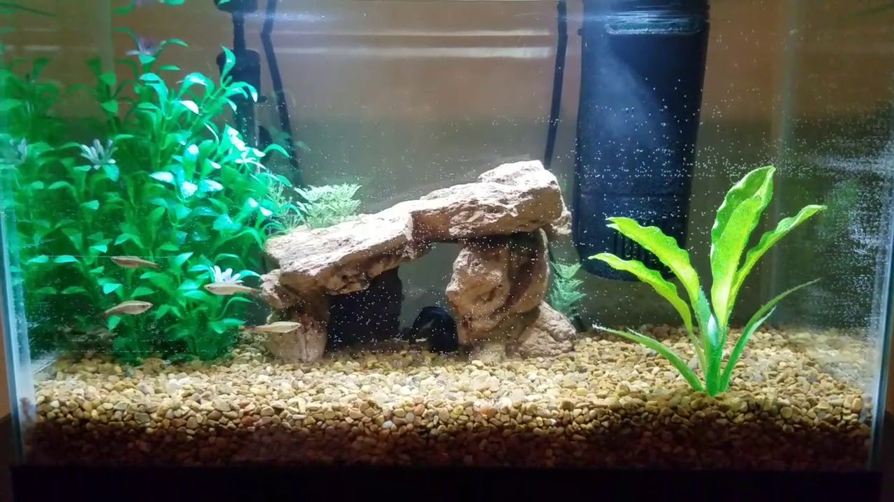 (Betta fish)"Betta fish Storm & white cloud Update" - YouTube