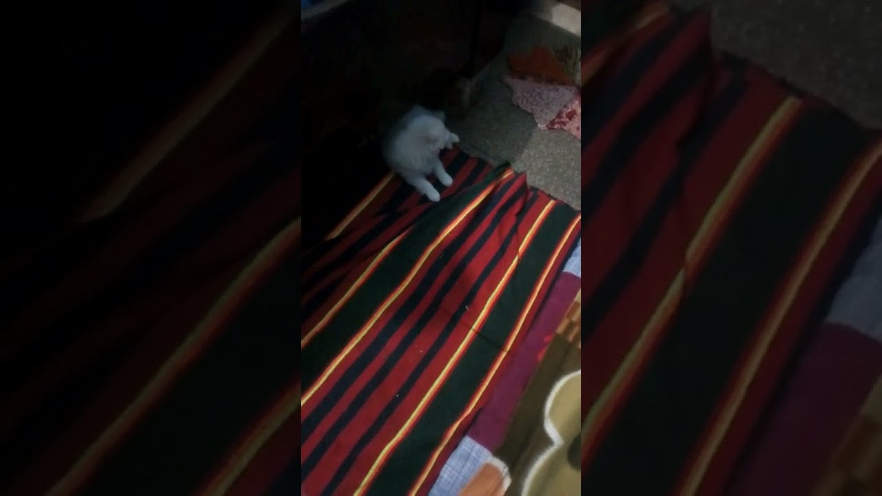 pemoline dog very excited and beautiful - YouTube