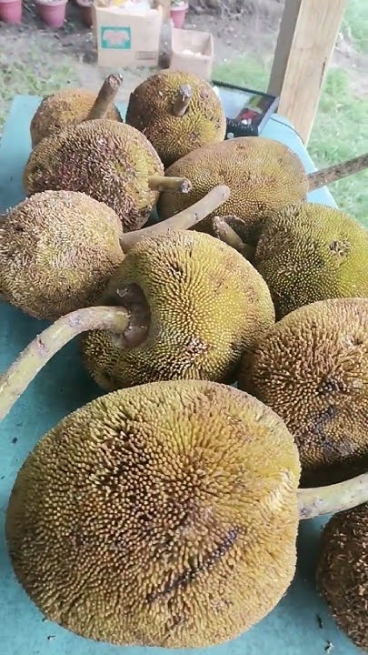 Sarap ng prutas na Marang #asmr #yummy #shortvideo - YouTube