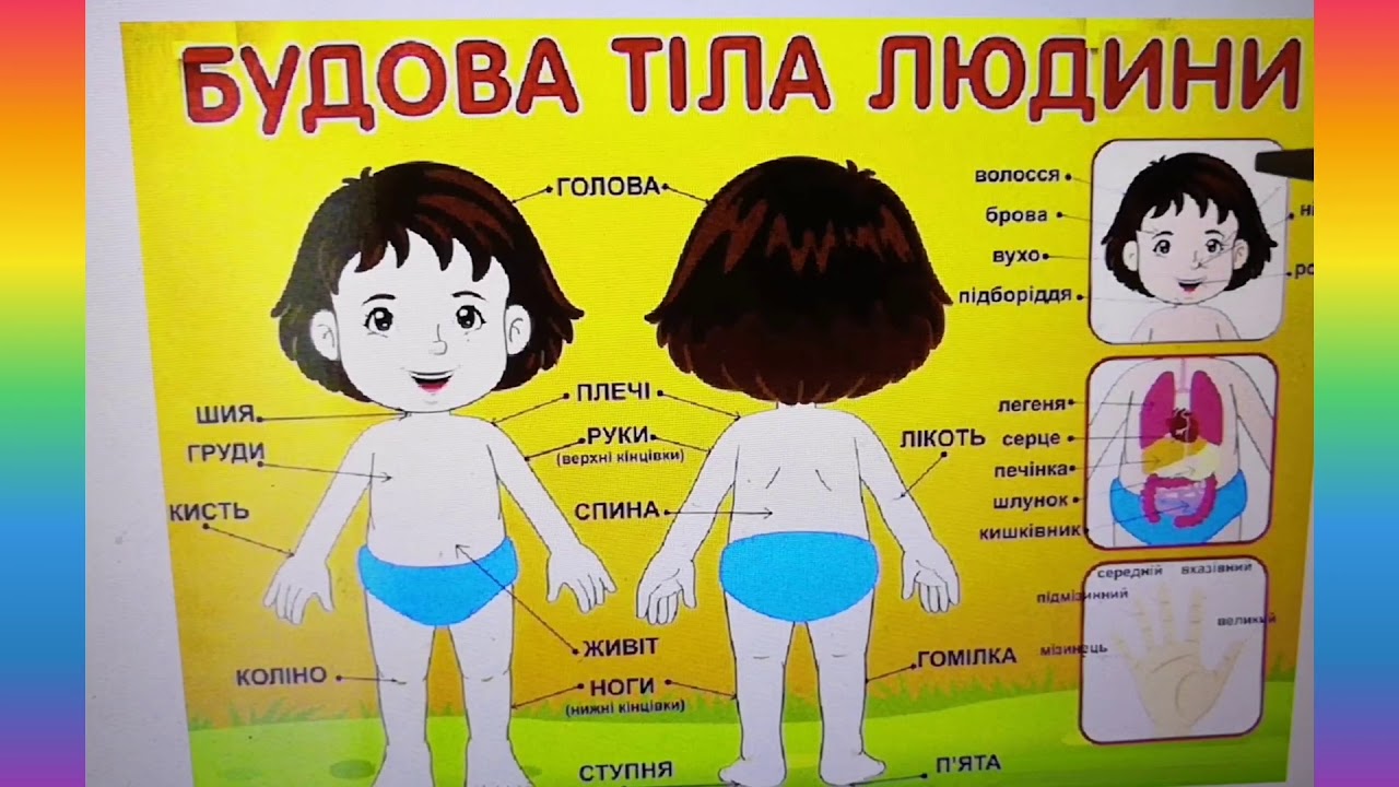 Заняття Будова тіла людини Youtube