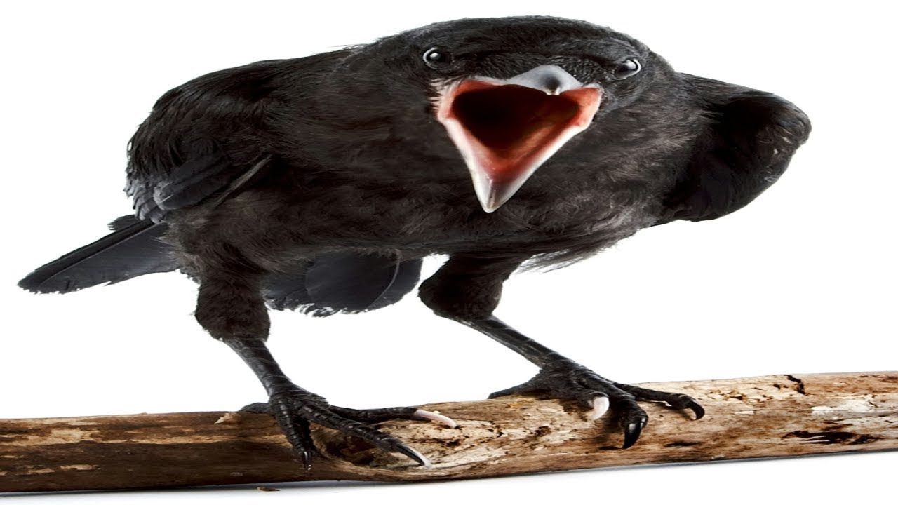 daily farting crow day 3 - YouTube