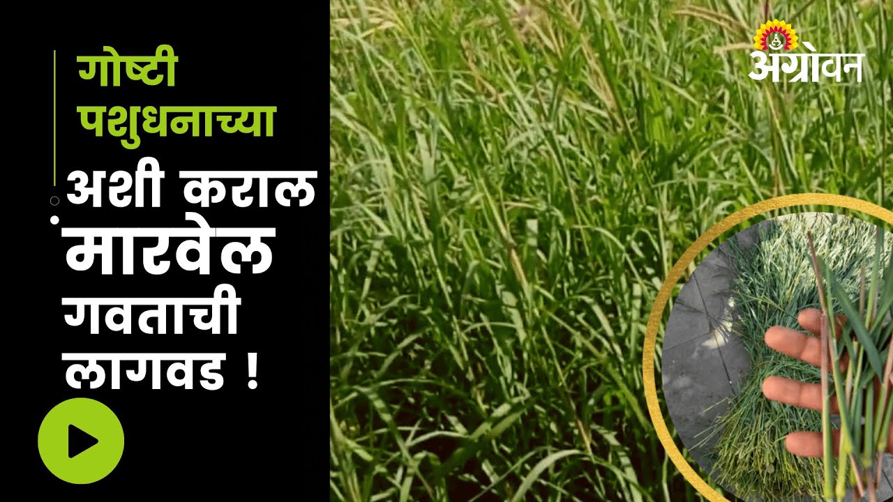अशी करा मारवेल गवताची लागवड ! | Multicut Marvel Grass | ॲग्रोवन - YouTube