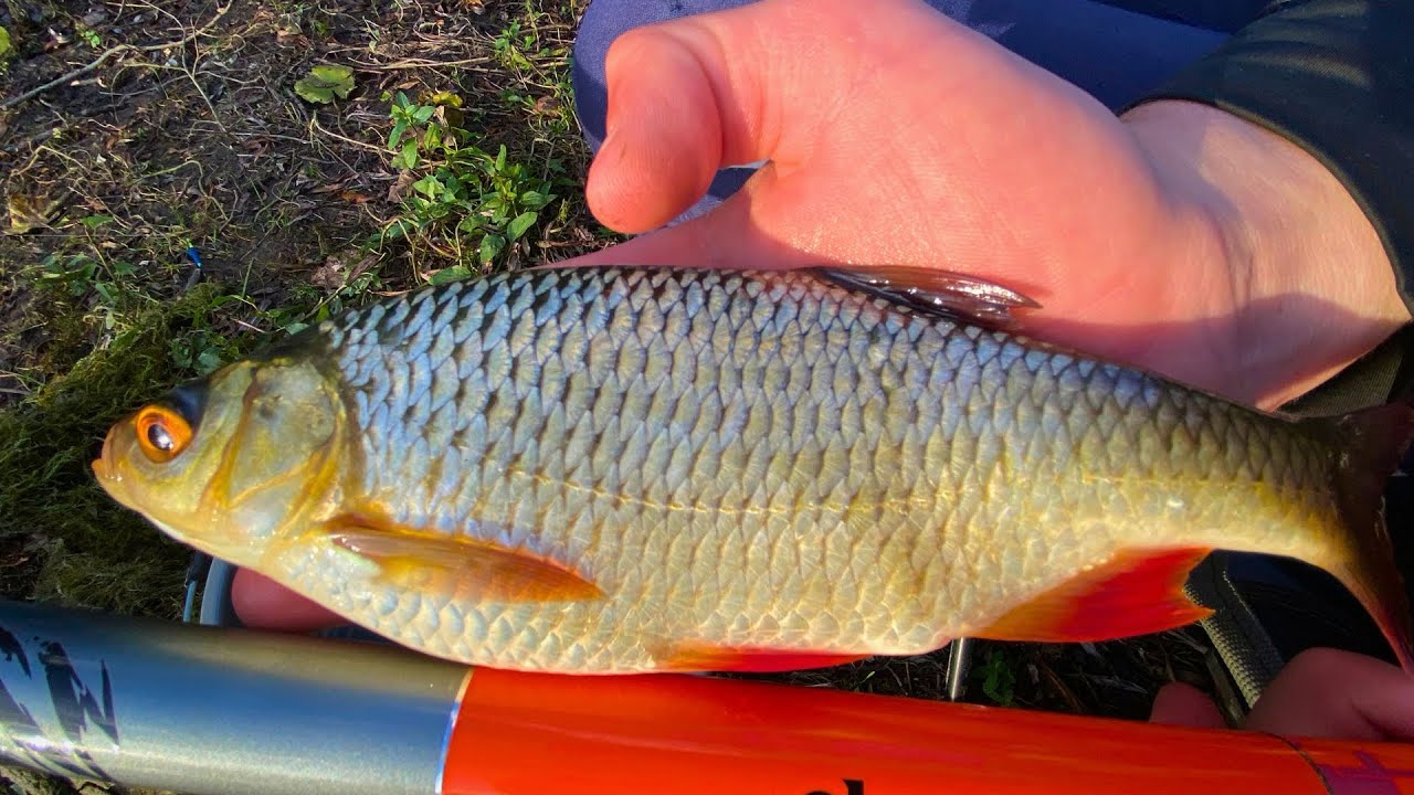 Pecanje krupne Crvenperke u Zavlačku. Mali plovak i crvići ! - YouTube