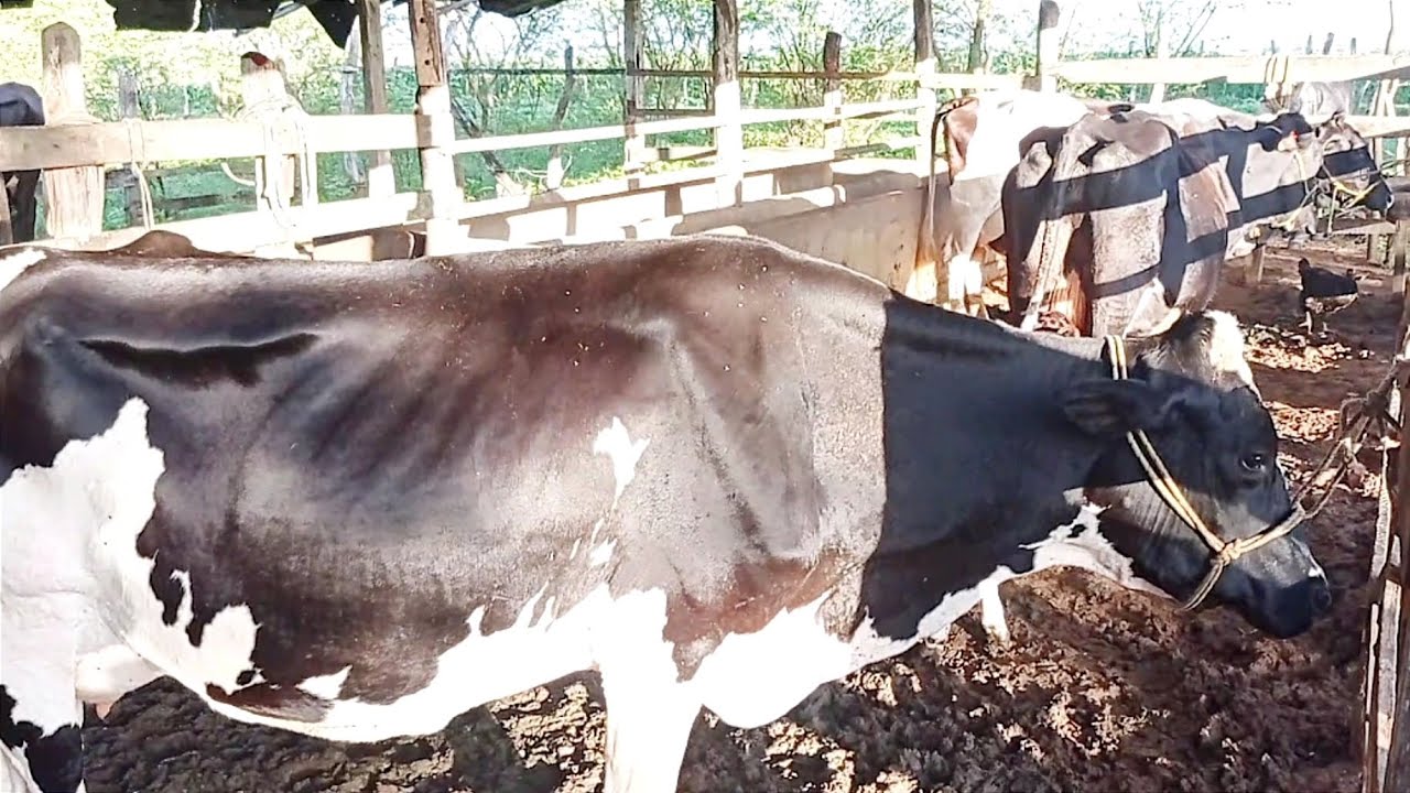 VISITA A MAIS UM PEQUENO PECUARISTA PARTICIPANTE DO TORNEIO DE VACAS ...