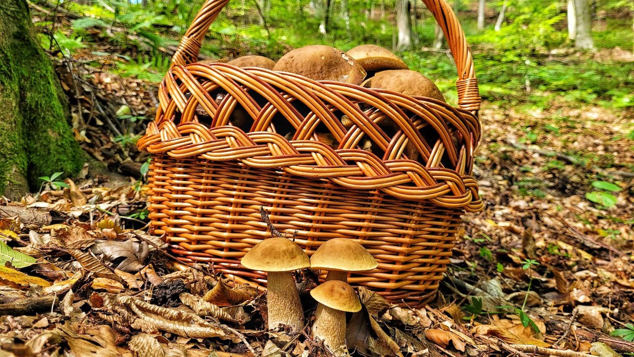 DUBÁKY a iné hríby na novom mieste I Huby, hríby I Houby, hřiby I ...