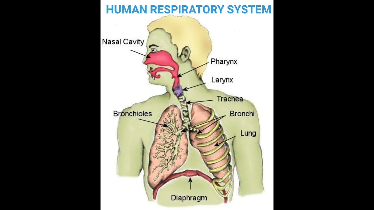 HUMAN RESPIRATORY SYSTEM /CBSE/ CLASS 10/ CHAPTER 6/ LIFE PROCESSES ...