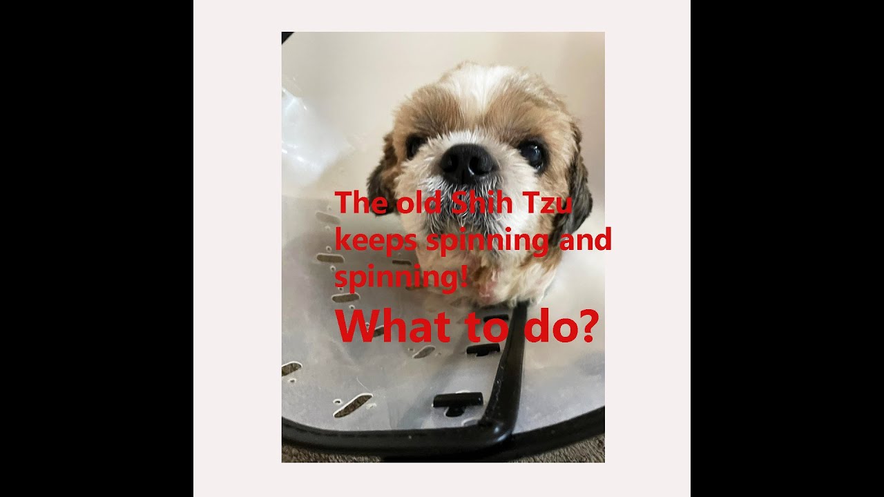VET CASE STUDY - The old Shih Tzu was spinning and spinning. What to do ...