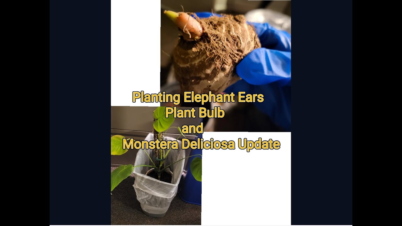 Planting of Elephant 🐘 Ears 👂🏾 Plant Bulb and Update of Monstera ...