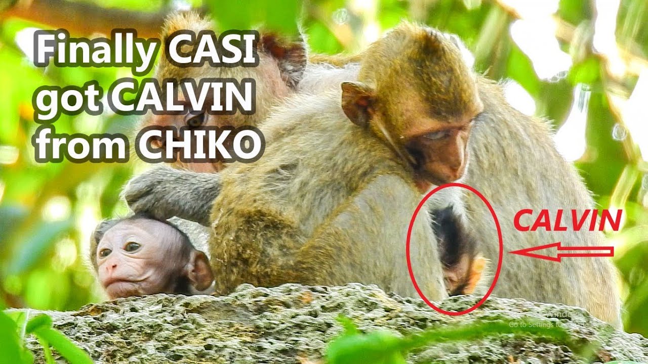 Finally Chiko has brought baby Calvin to mon Casi instead | Chiko is ...