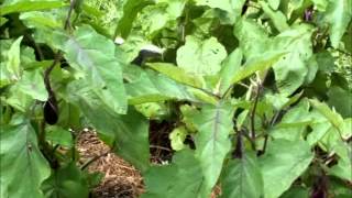 A visit to Kim's Garden