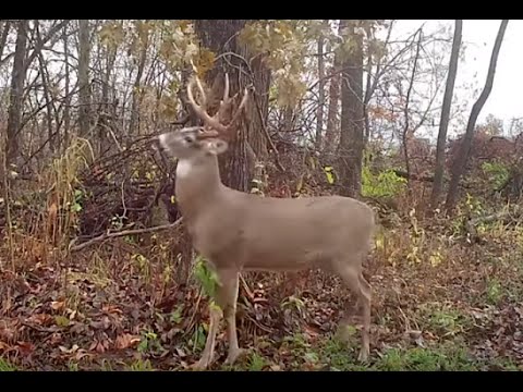 EXCLUSIVE: Duncan Dobie's Dawn of American Deer Hunting - YouTube