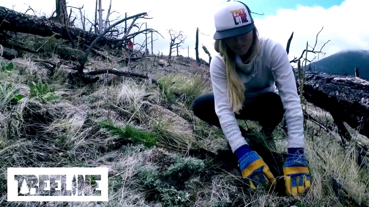 Planting Trees for Corporate Social Responsibility | One Tree Planted ...