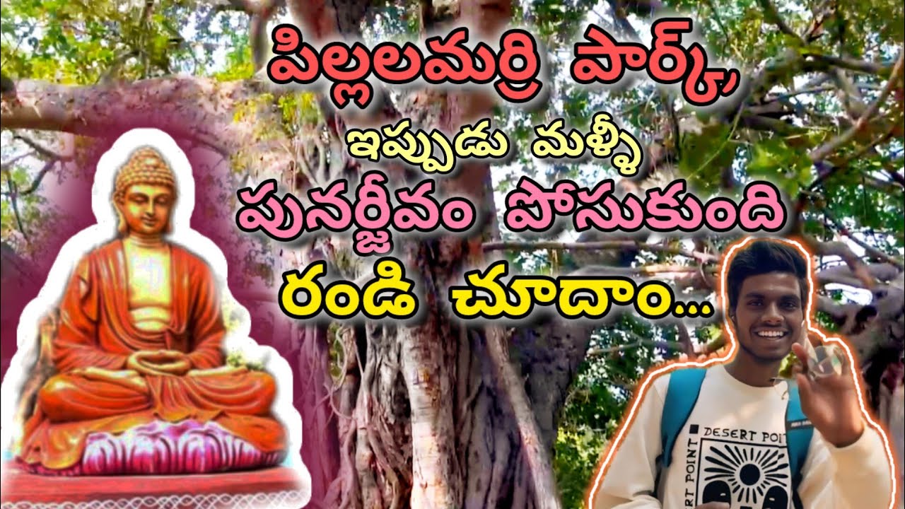 800 Years Old Pillalamarri Banyan Tree Attracts with Green Leaves ...