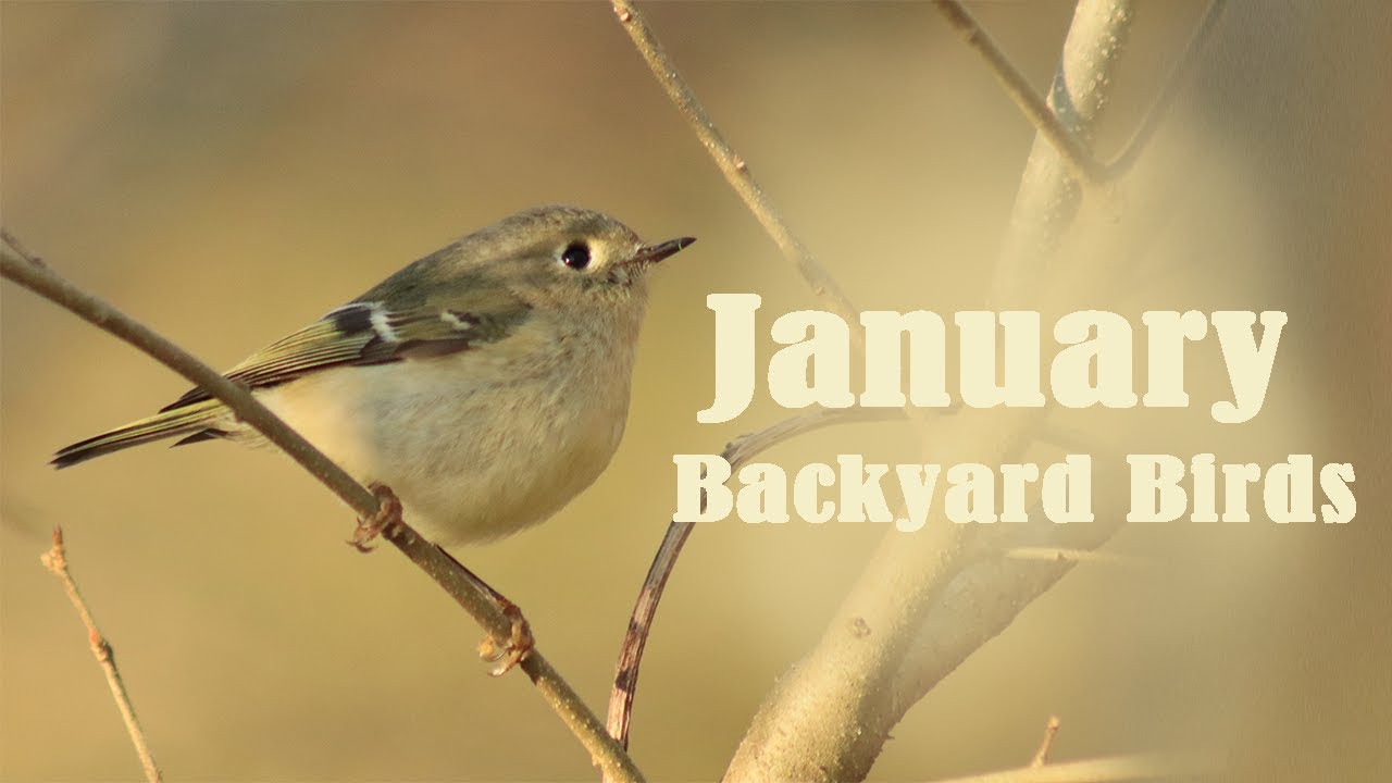 January Backyard Birding on the Alabama Gulf Coast - YouTube
