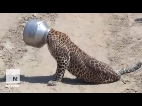 Unfortunate Leopard Gets Its Head Stuck in a Pot for 6 Hours | Mashable News
