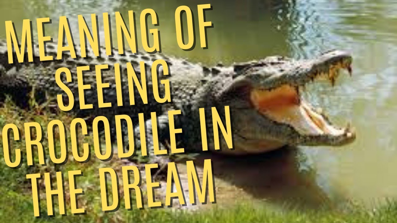 MEANING OF SEEING CROCODILE / ALLIGATOR IN THE DREAM - YouTube