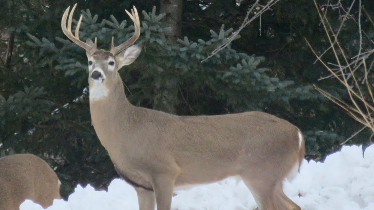 Buck Deer Stands on Two Legs - YouTube
