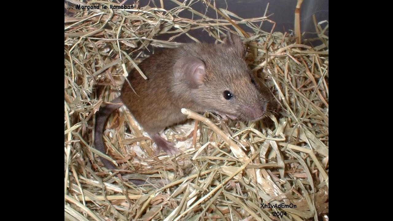 Ratones (Mus musculus) #2 - YouTube