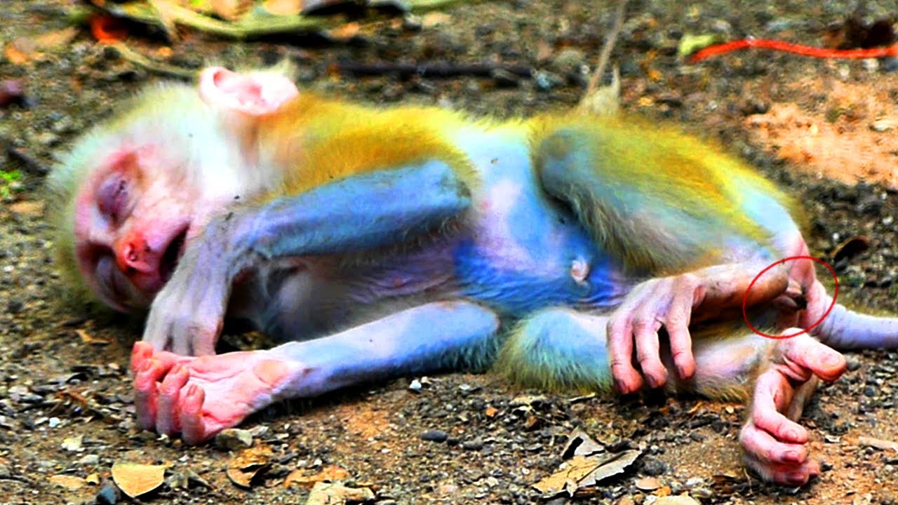 Voice upset Adorable baby tiny Lexi tried requeued drink Milk Mama Loy ...