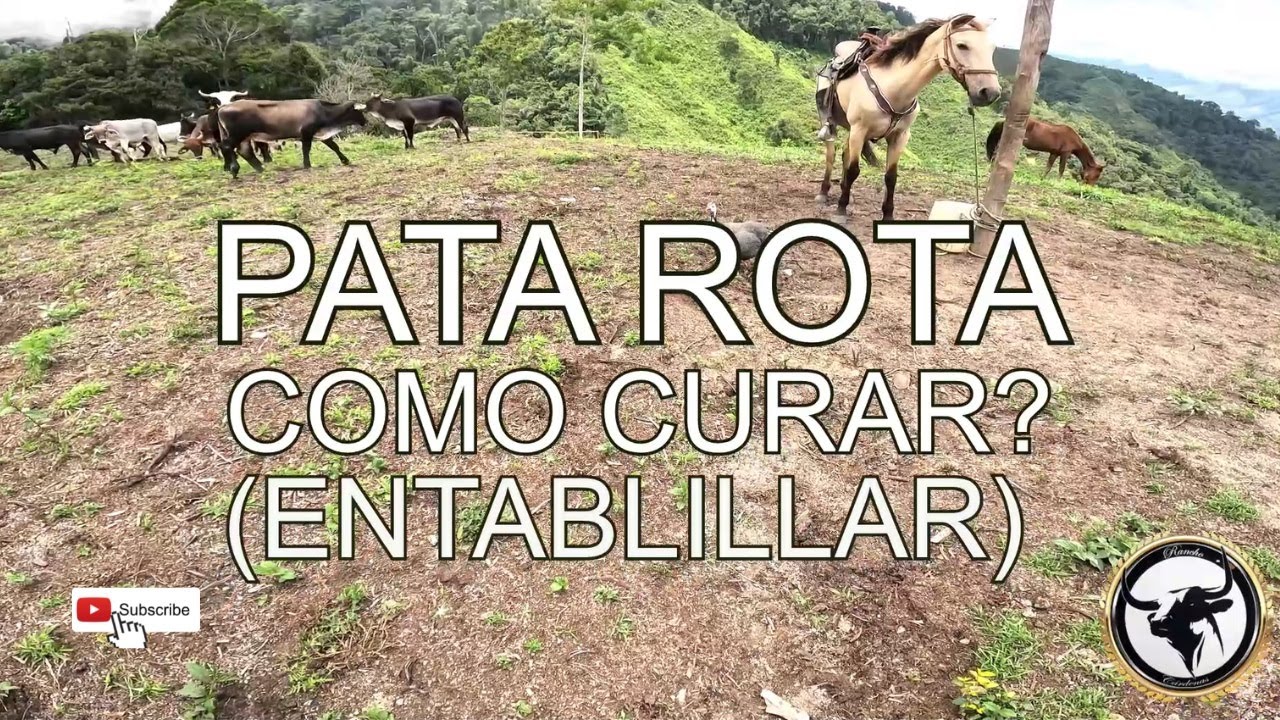 COMO CURAR 🐐 UNA PATA QUEBRADA? 🆘️ #ENTABLILLAR #farm #cow #veterinary ...