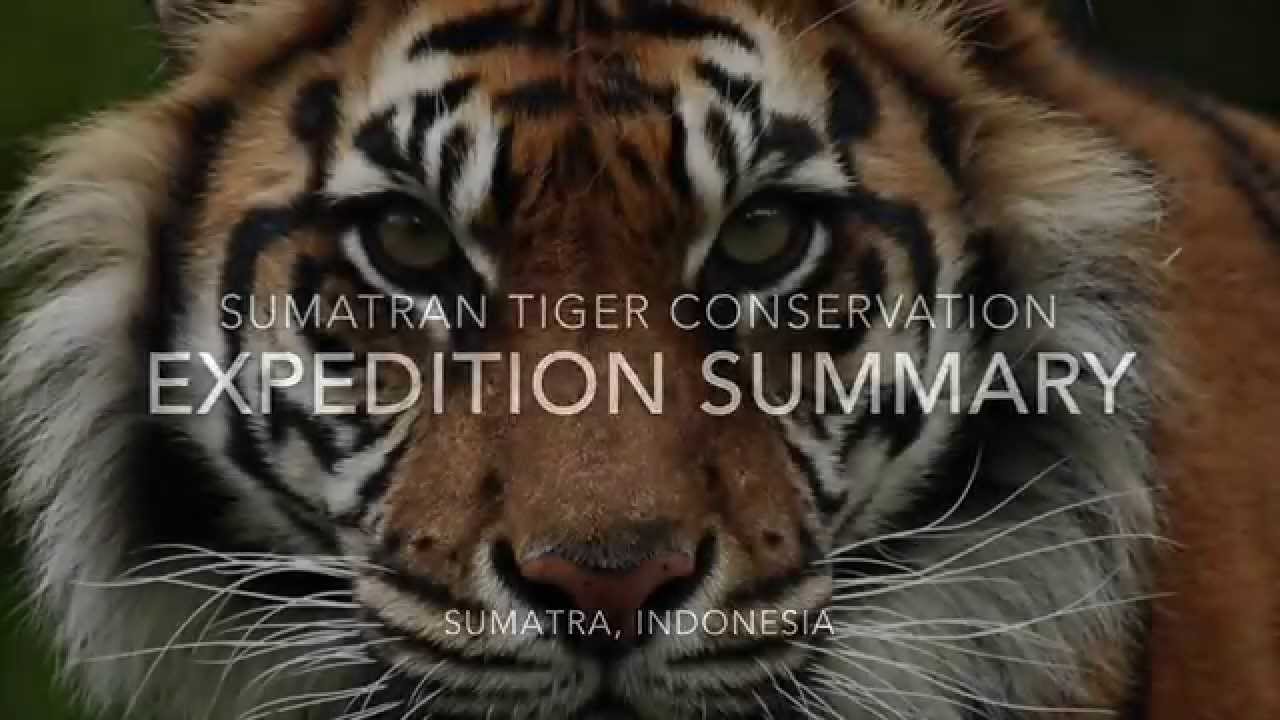 Sumatra tiger expedition summary - YouTube