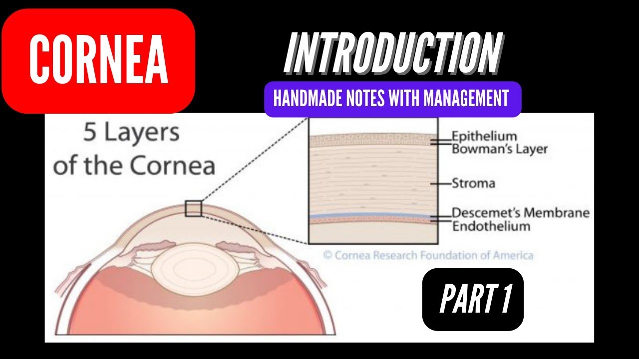 Cornea Introduction part 1 || Handmade Notes || #mbbs #cornea - YouTube