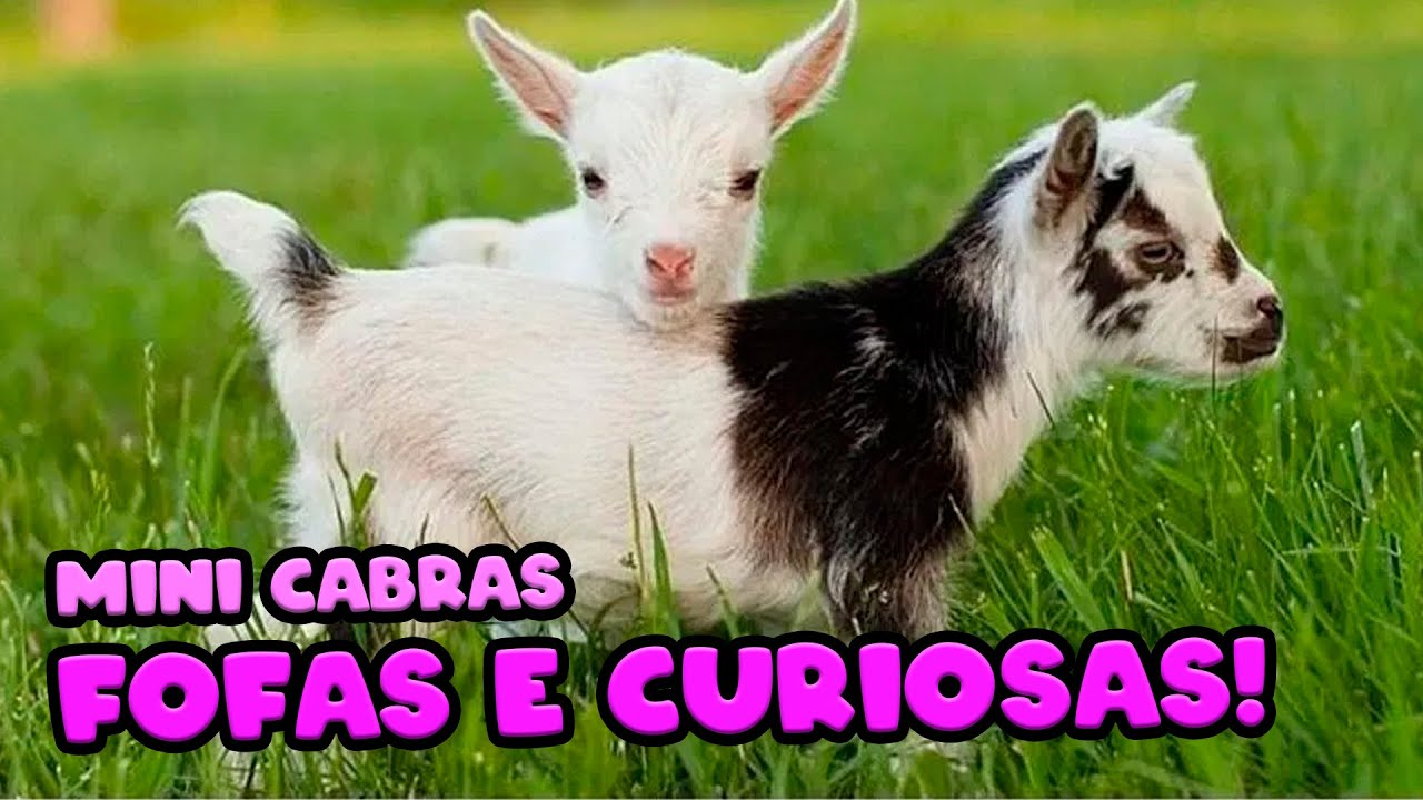 MINI CABRAS - LINDAS E ARTEIRAS (parte 1/2) - YouTube