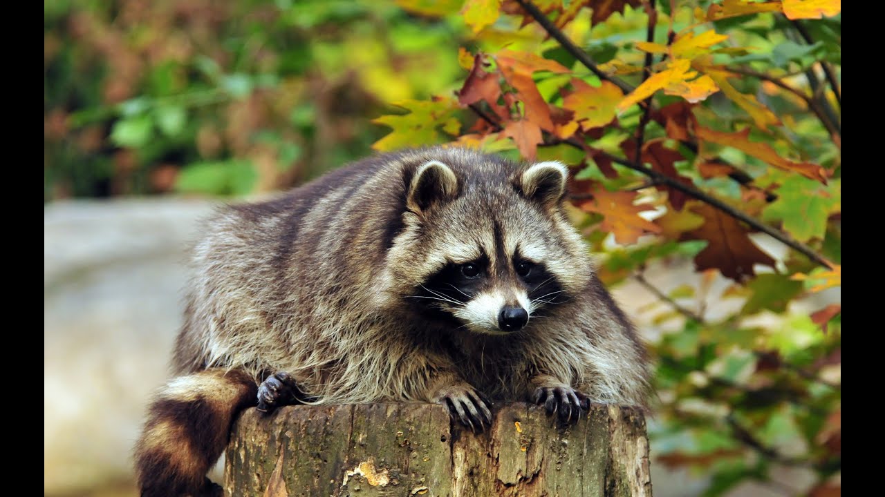 raccoon sounds to make them come to you | raccoon sounds - YouTube