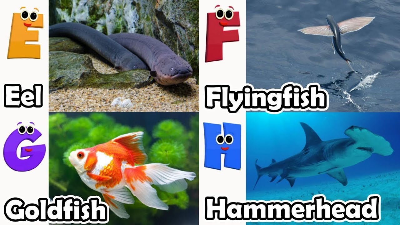 ABC Sea Animals song | Alphabets Kids song | Learn Alphabets, English ...
