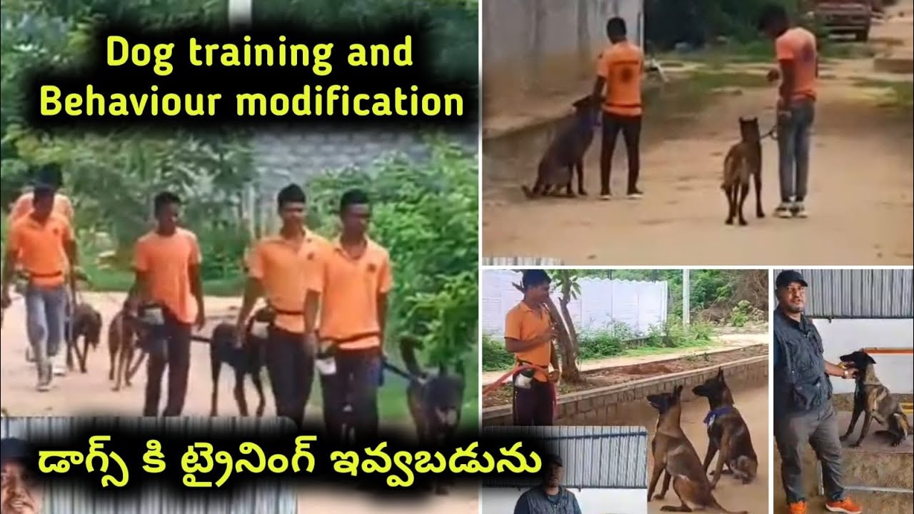 Dog training and Behaviour modification available /98494 86806 /aj pets ...