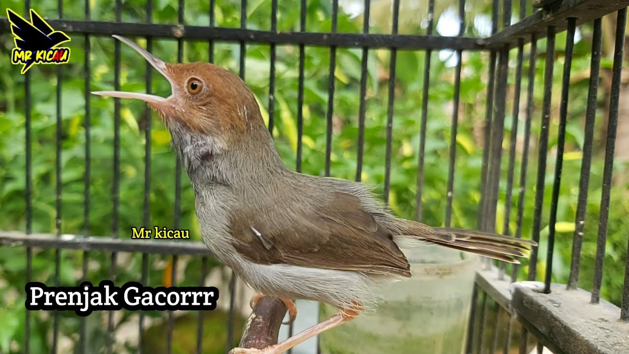 Prenjak Gacor Ampuh Memancing Prenjak Lain ikut Bunyi - YouTube