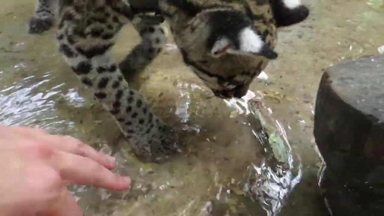 Rescued ocelot cub getting her feet wet - YouTube