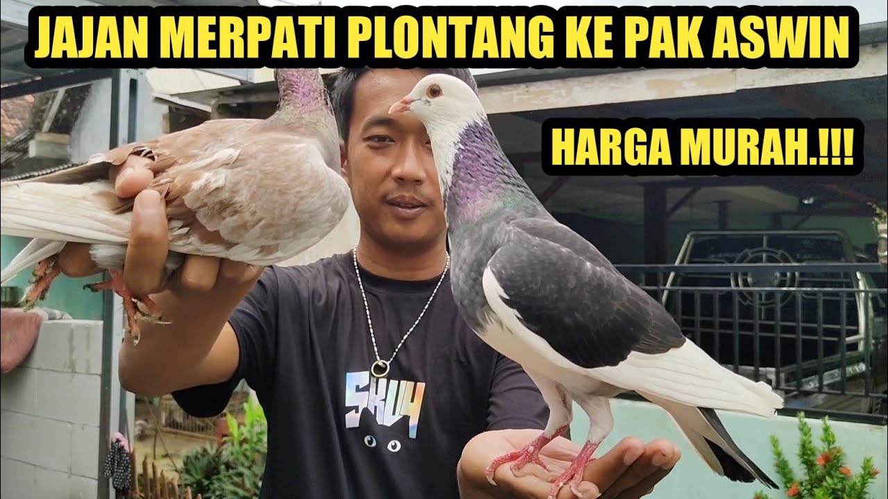 JAJAN MERPATI PLONTANG CAKEP KE PAK ASWIN / GREBEK PEDAGANG MURAH‼️ ...