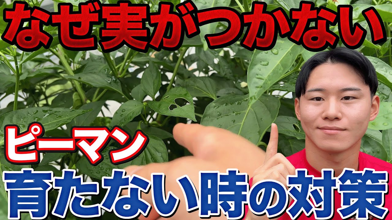 【肥料の量が大切！】ピーマン栽培で花芽や実がつかないのには理由があります - YouTube