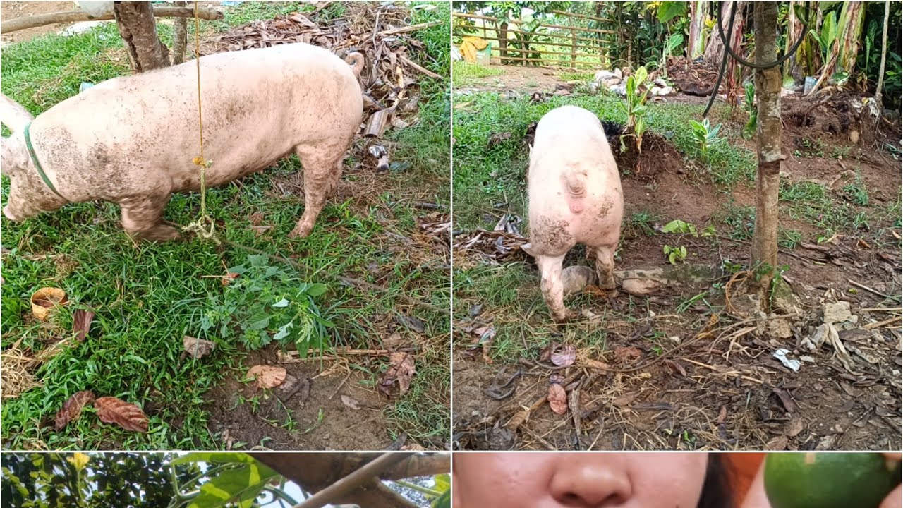 Mangita mig butakaw Kay Nanguwag nas budekdek - YouTube