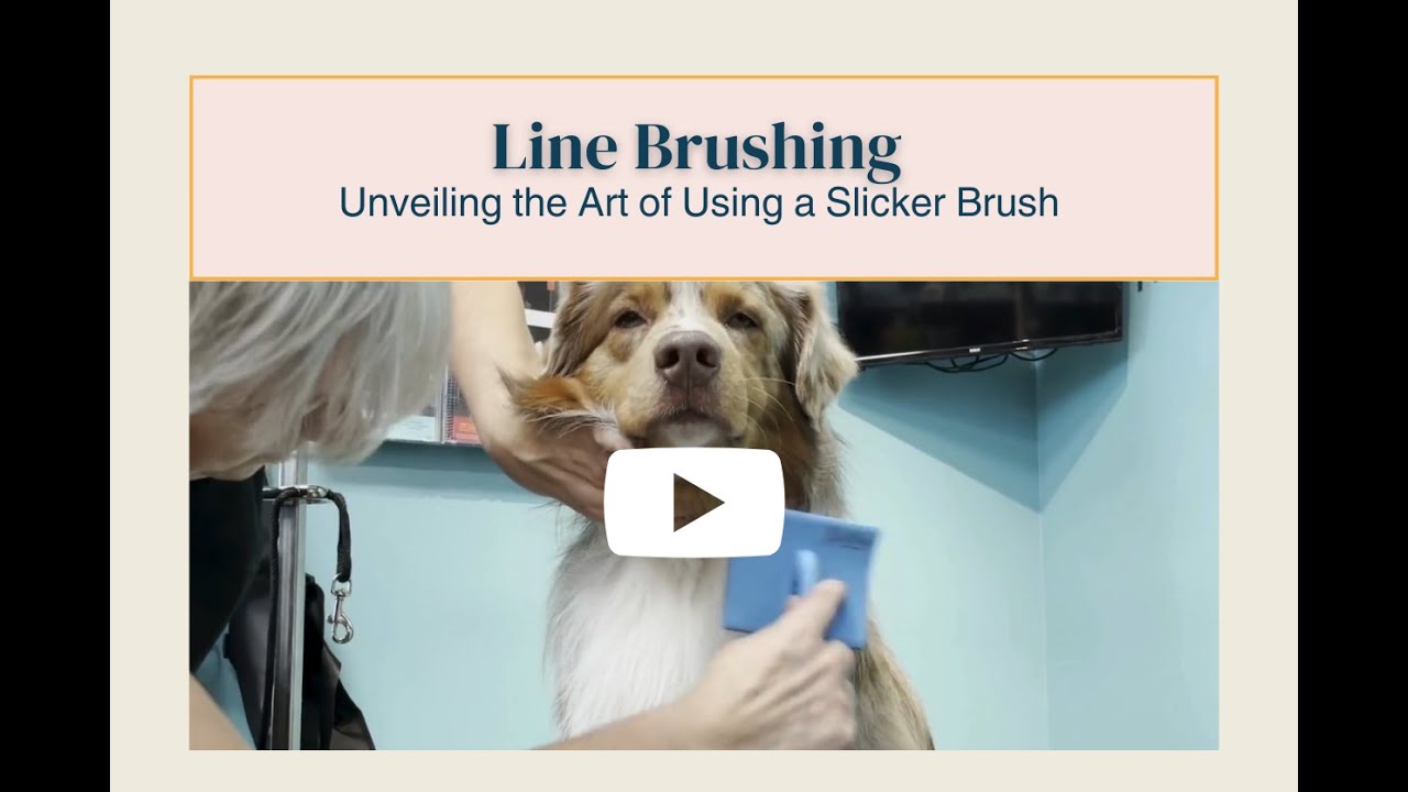 How To Line Brush A Dense, Curly, Or Double Coated Dog - YouTube