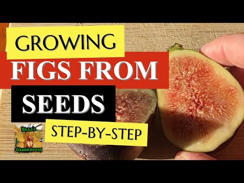 How To Harvest Fig Tree Seeds