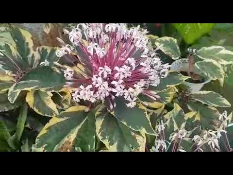 Bagawak Morado Tree - YouTube