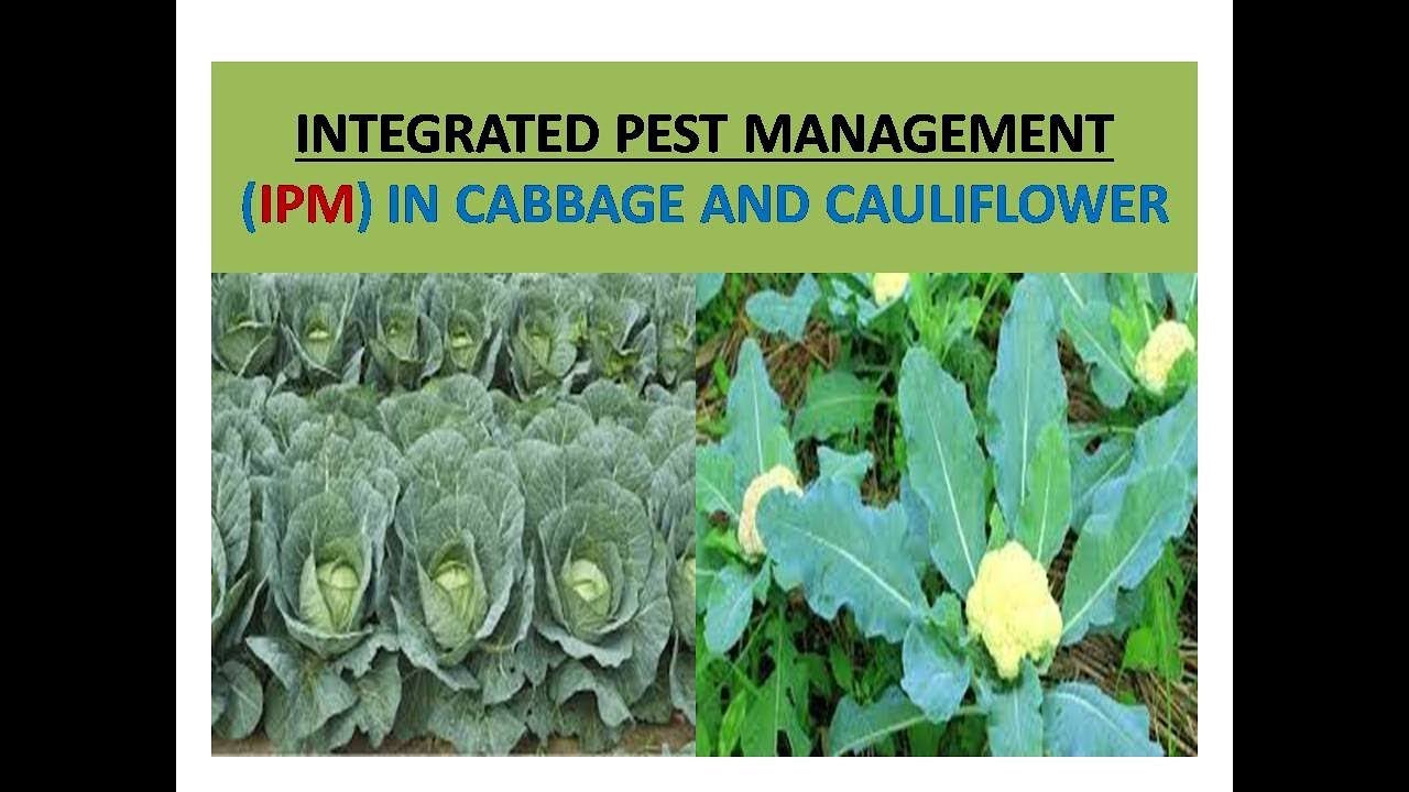 IPM IN CABBAGE AND CAULIFLOWER - YouTube