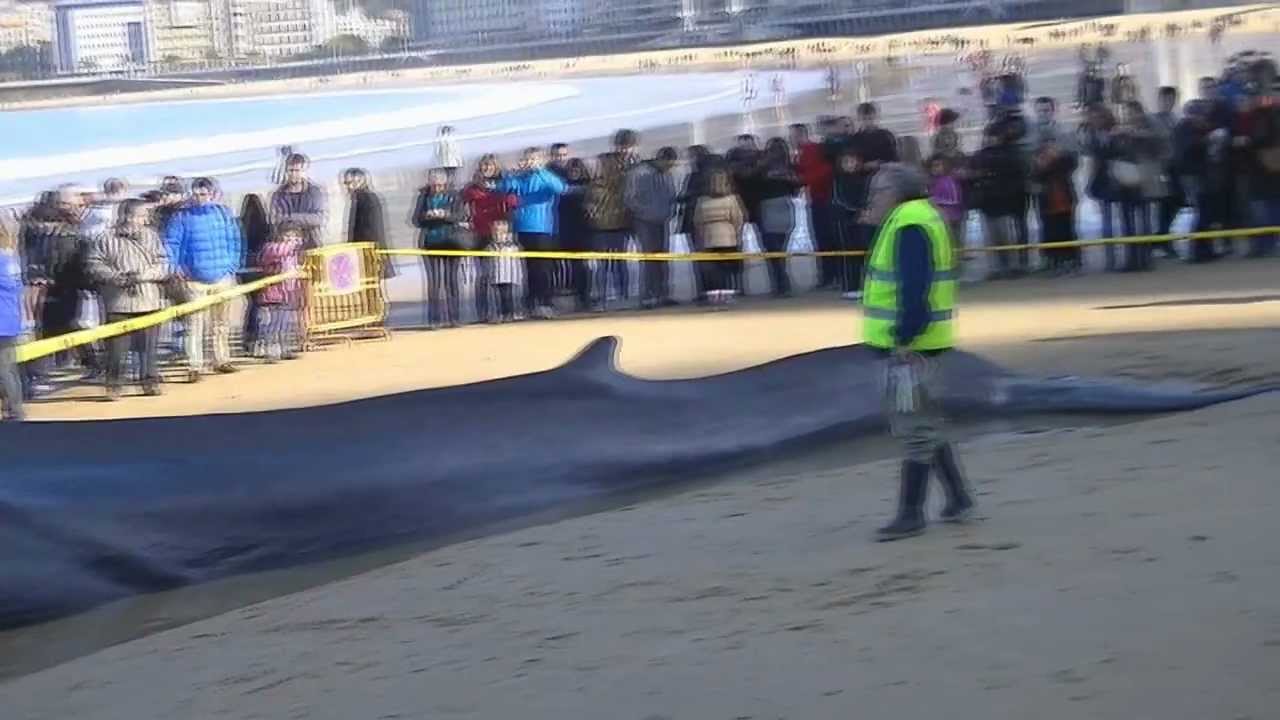 Ballena varada en San Sebastián/Donostia 2012 - YouTube