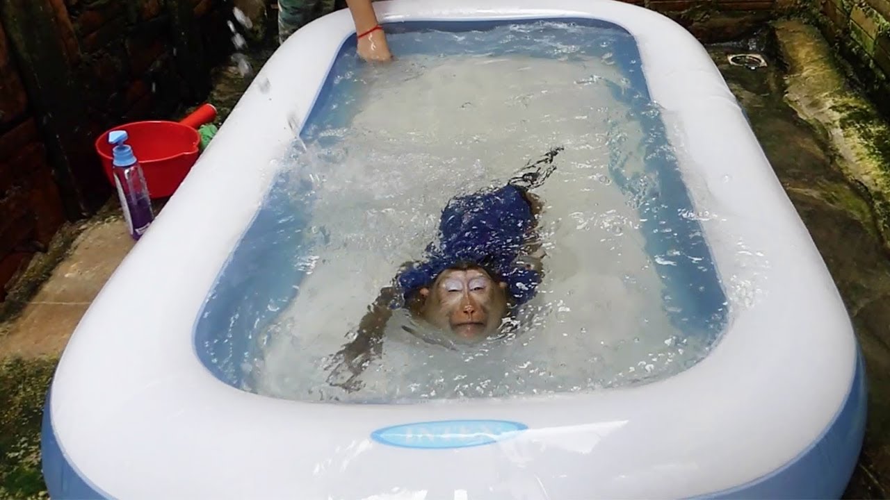 Amazing Dodoo Surprise To See Nice Swimming Pool | Dodoo Like To Jump ...