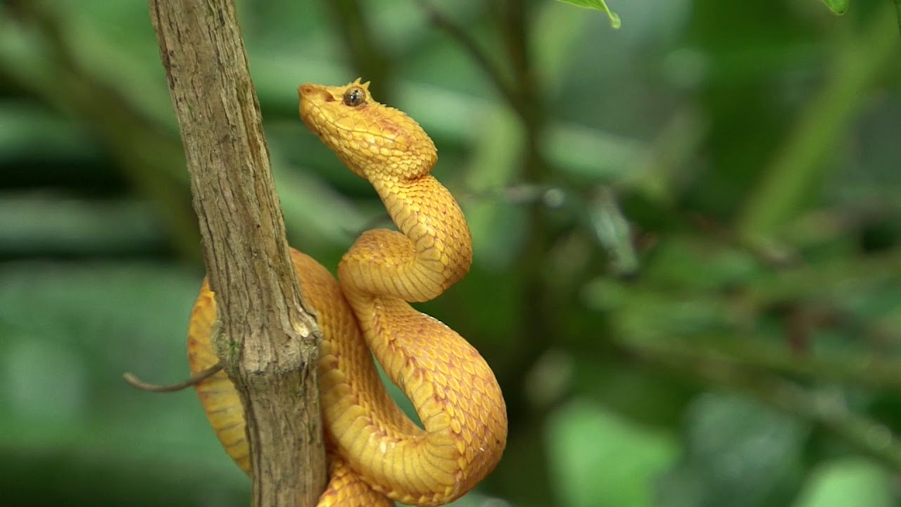 Spix's Disk-Winged Bat can Suck - YouTube