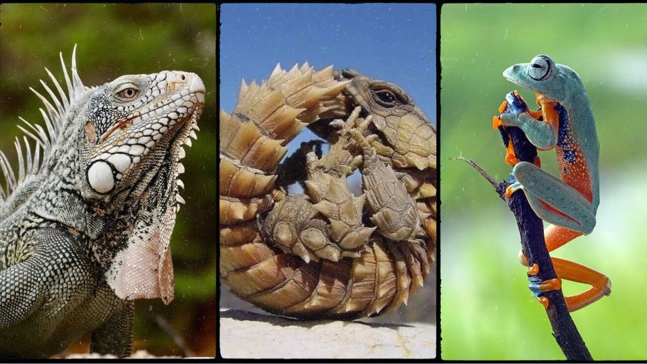 Journey into the world of Amphibians |Beautiful pictures of Amphibians ...