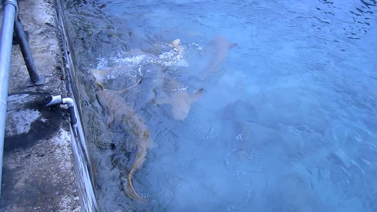 Nurse Sharks - Kwajalein Island - YouTube